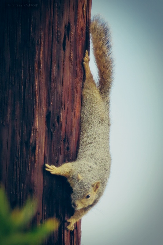 KMIRO GALLERY: Spider-Squirrel
