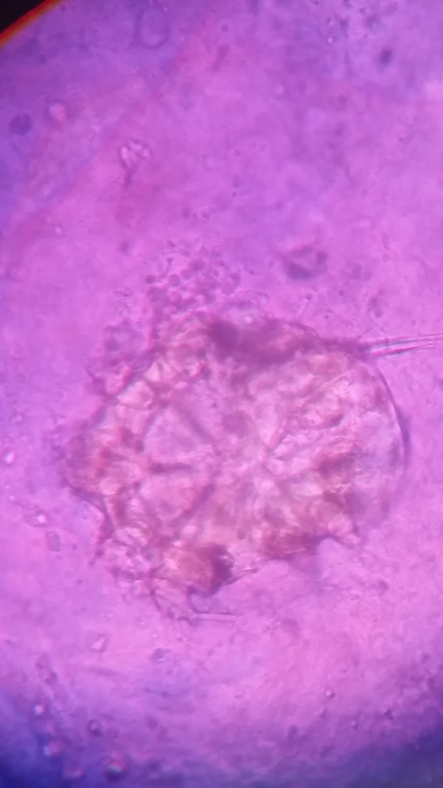 Small Animal Talk: How to introduce a new guinea pig