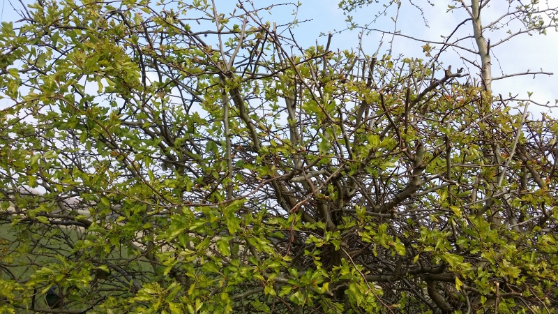 Lucy's Wednesday walks: Coven to Gailey - a Staffs and Worcs canal walk