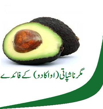 Avocado Benefits In Urdu