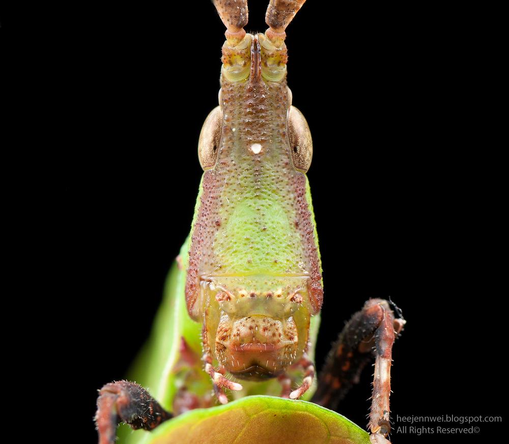 Within the Chronicles' Frame: Masters of Nature Camouflage and Disguise ...