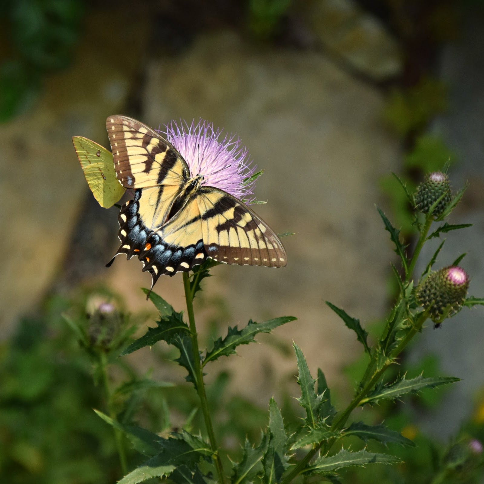 Using Georgia Native Plants: Eastern Tiger Swallowtail – Georgia State ...