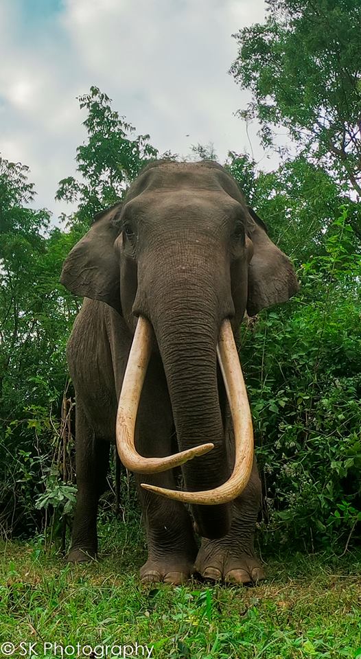 Last Wild Tuskers in Sri Lanka: A Passion for Wildlife - Tuskers in Sri ...