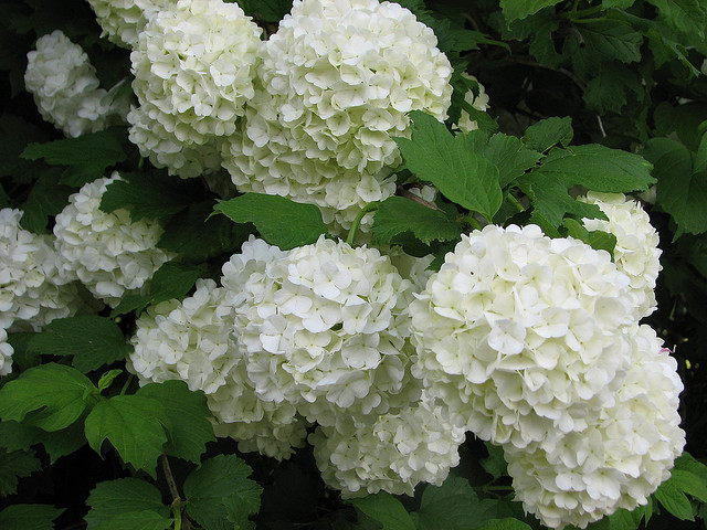 Windmill Farm: Roses Peonies and Snow Ball Plants Are Spectacular!!