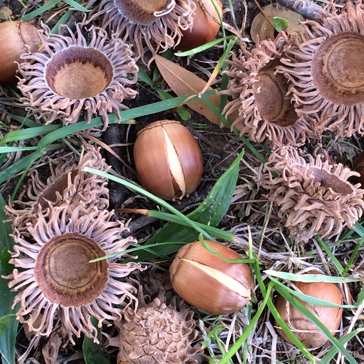 Green STEM Learning: Gather, Play, Create: Acorn Cap and Oak Leaf Crafts