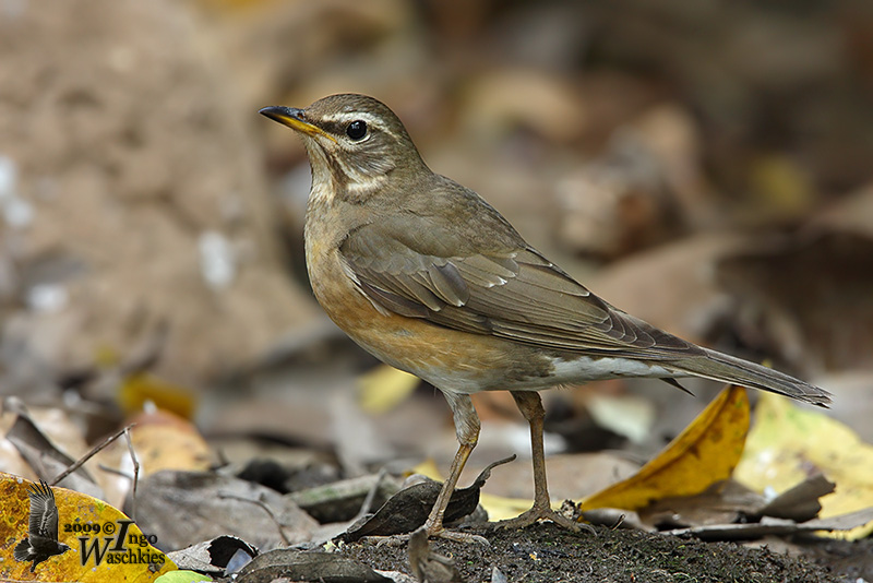 The Deskbound Birder: Vagrant Eastern Thrushes