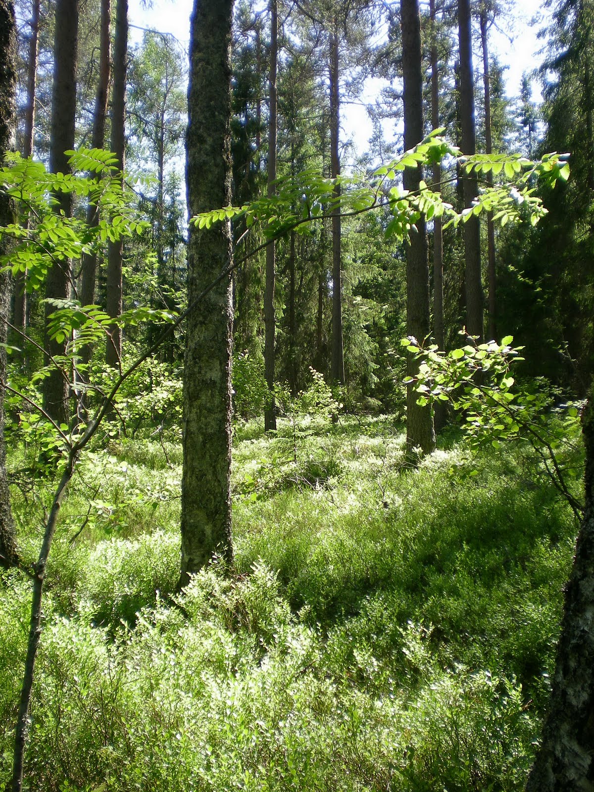 MITO + GRAPHOS: Tapio