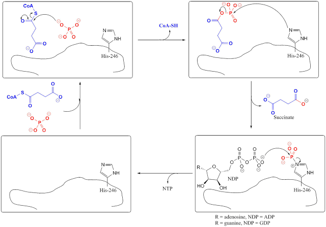 Decoding Krebs Cycle II: Completing the Cycle