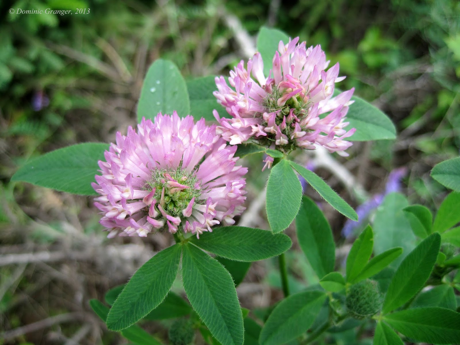 Carnet naturaliste: Trèfles