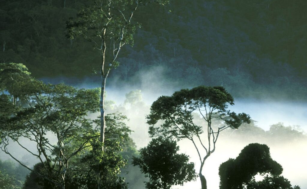 Animals Plants Rainforest: Tropical rainforest animals and plants