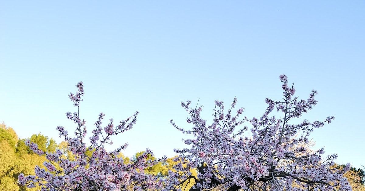 What to do in Madrid this Spring | Memories of the Pacific