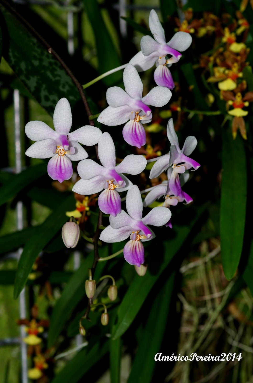 Orquídeas soltas: Phalaenopsis lindeni