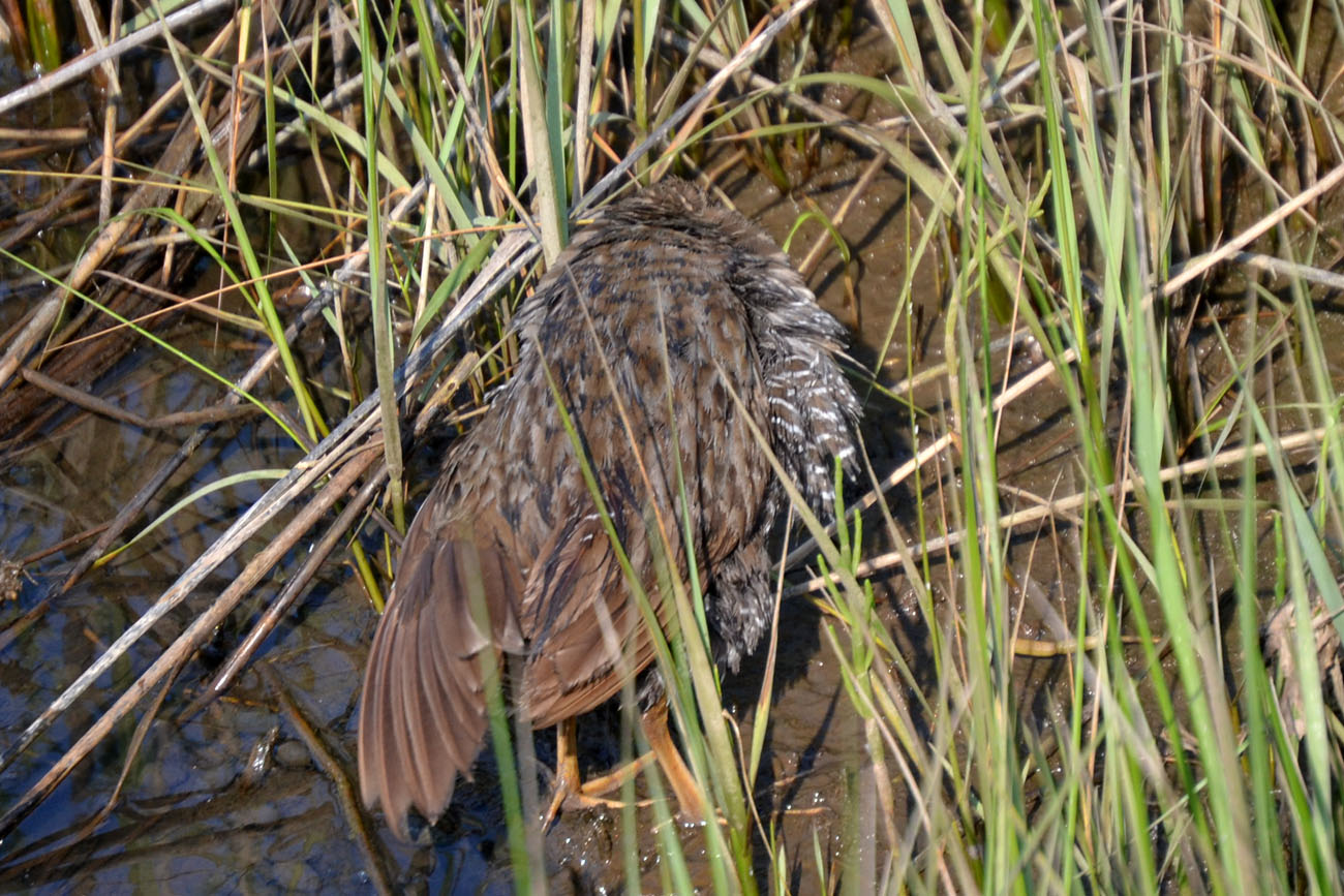 Woods Walks and Wildlife: Brown Creatures That Hide in Tall Grass