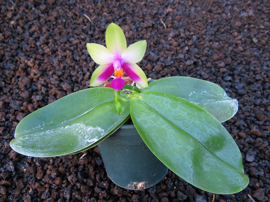 Phalaenopsis bellina care and culture | Travaldo's blog