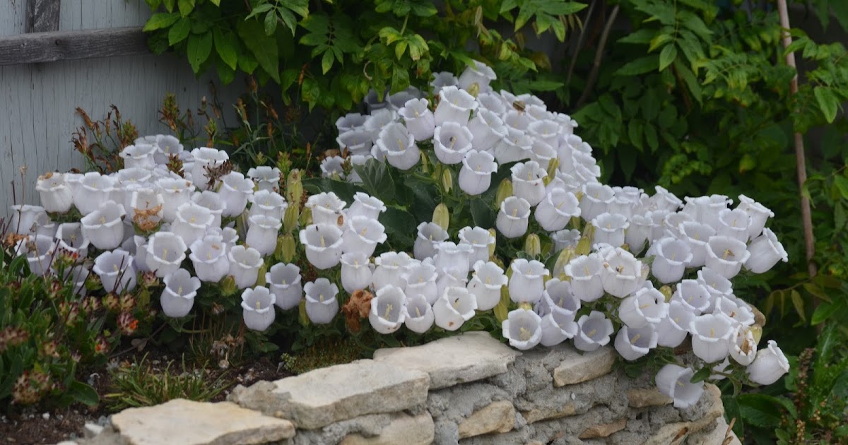 Roche Fleurie Garden: Campanula incurva - plant portrait