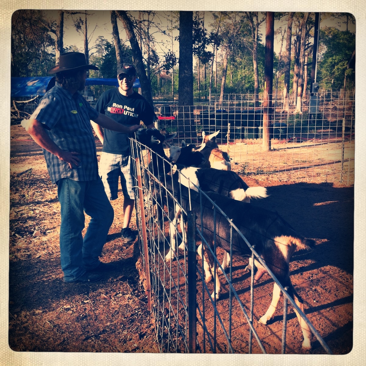Come Together With No Harm Done: Farm day at Swede Goat Farm