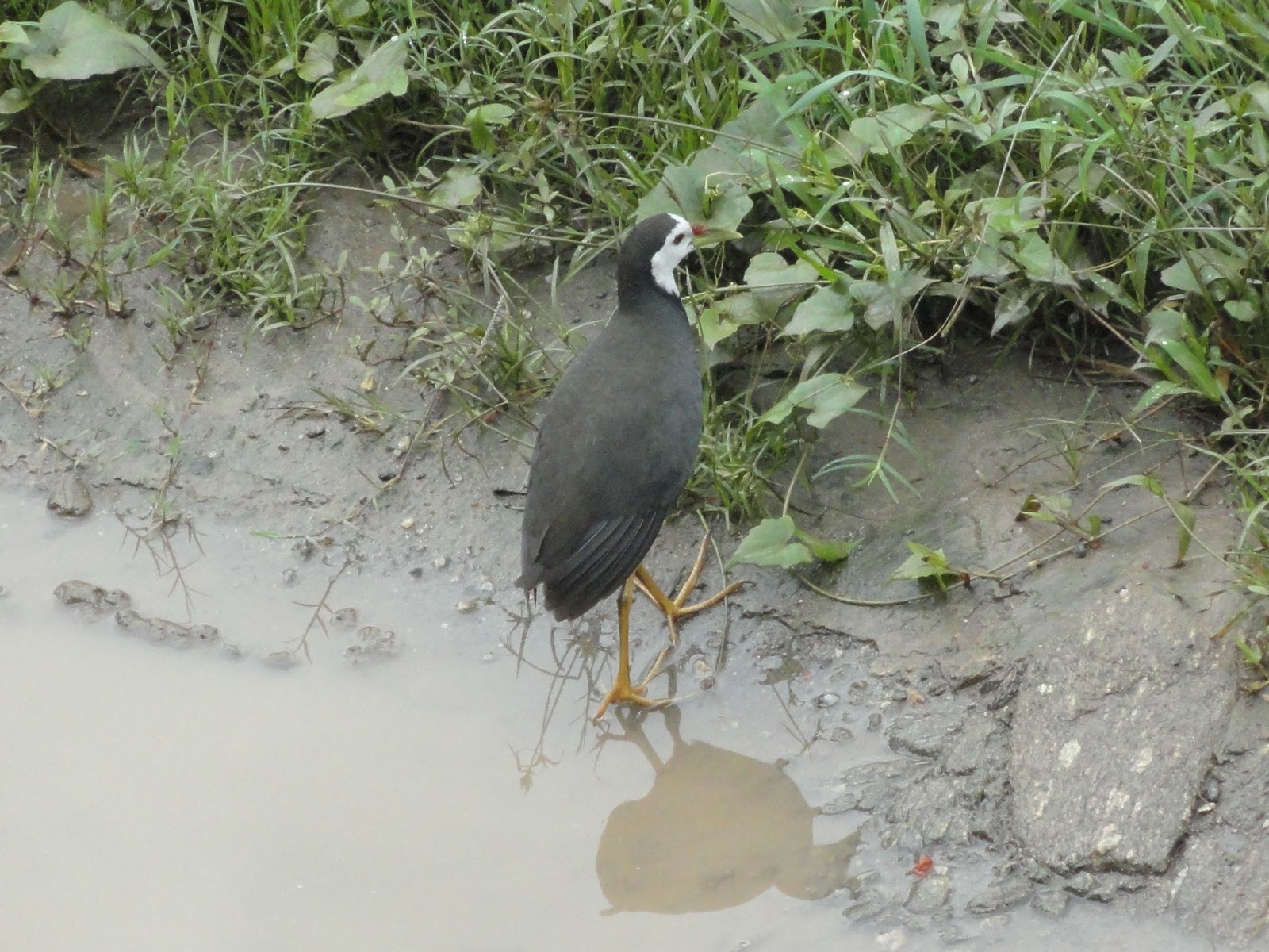 nature rambles: The White-breasted Water Hen