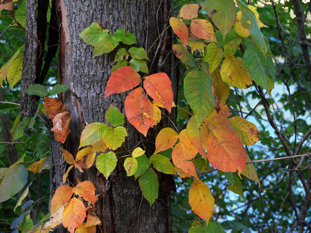 DiurnaLearn: How to identify poison ivy