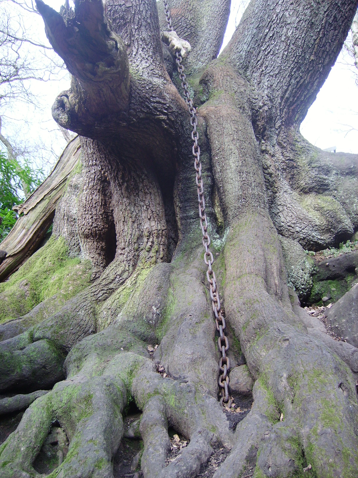 Dog Walks in Staffordshire: The Chained Oak in the Churnet Valley