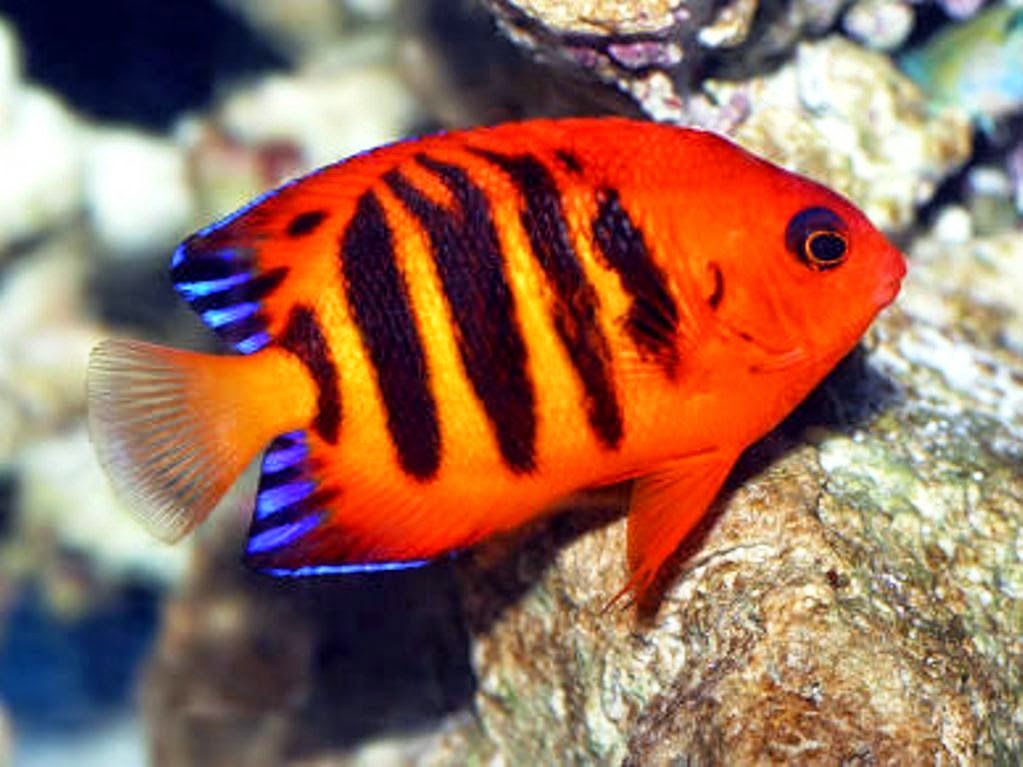 Angelfish - Ikan Angel