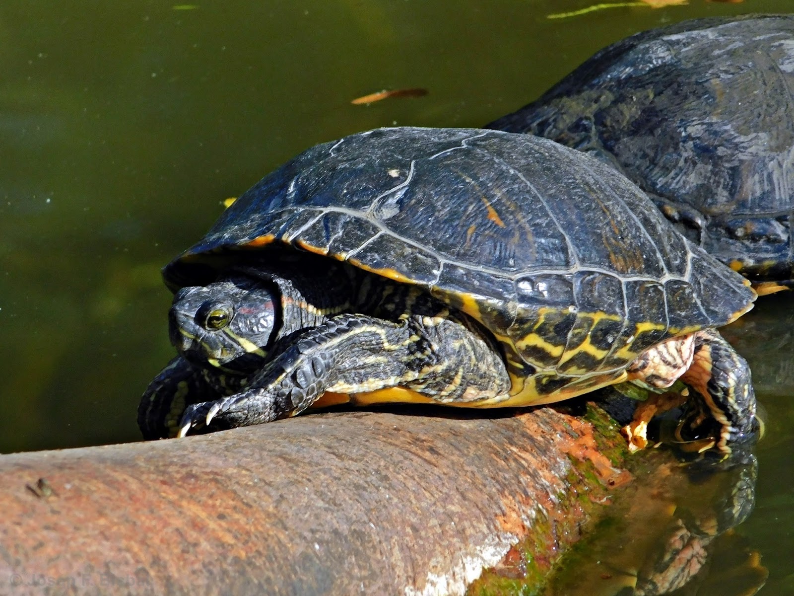 Sargantanes i Dragons: Trachemys scripta - Tortuga pintada