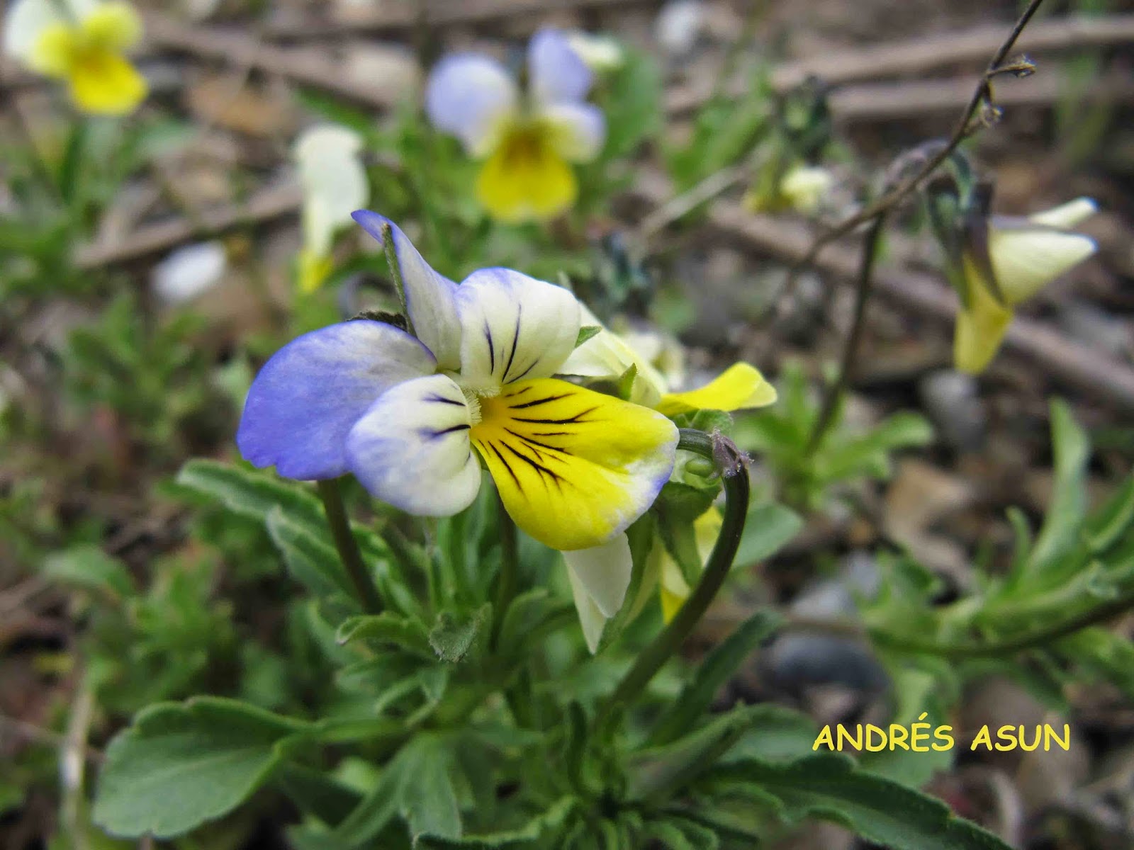 Flores silvestres de la cordillera cantabrica: VIOLACEAS - Violaceae
