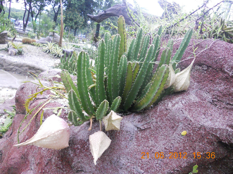 XEROPHYTIC MASTERPIECE OF THE PHILIPPINES
