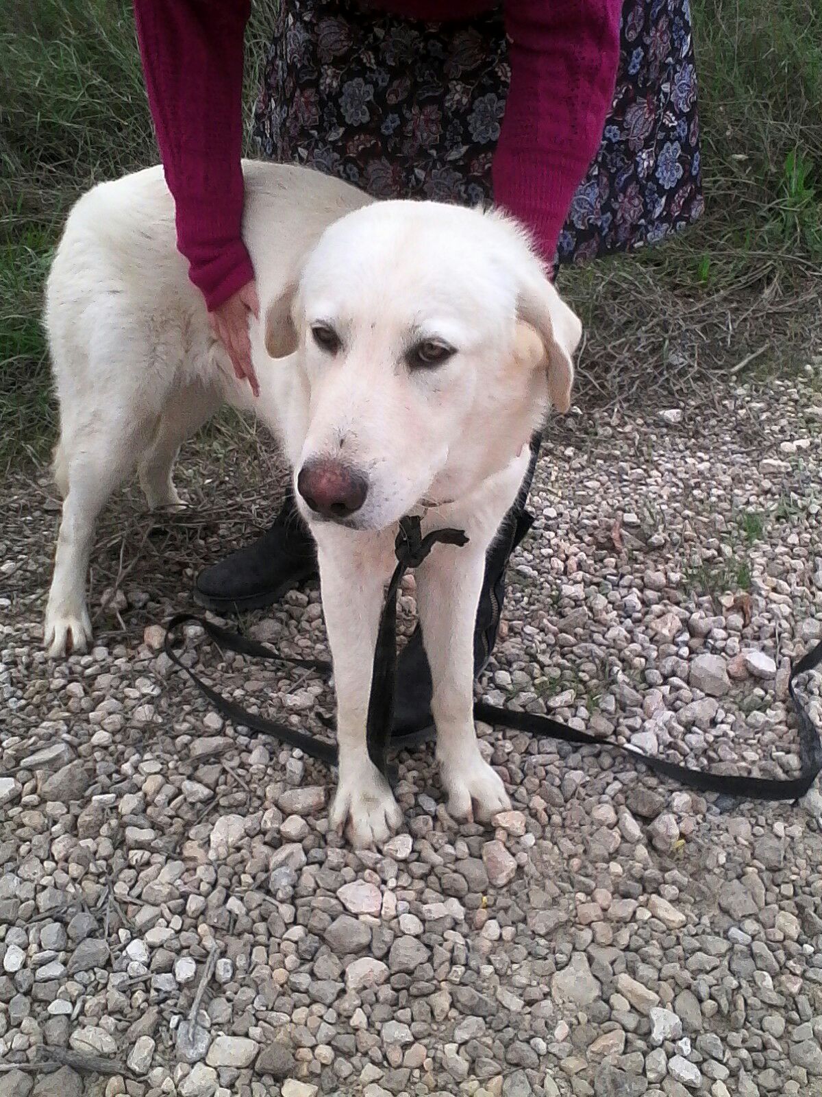 Policia Local Alcúdia de Crespins: PERRO EXTRAVIADO