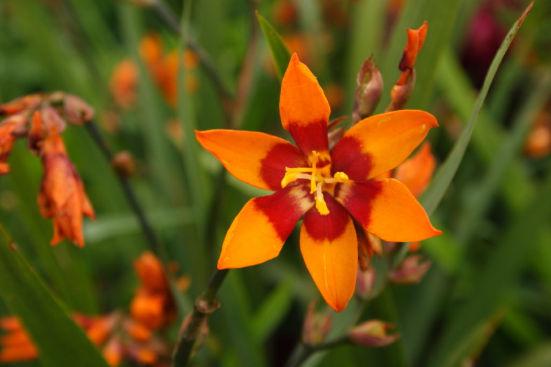 My Virtual Maryland Garden: Crocosmia 'Prometheus'