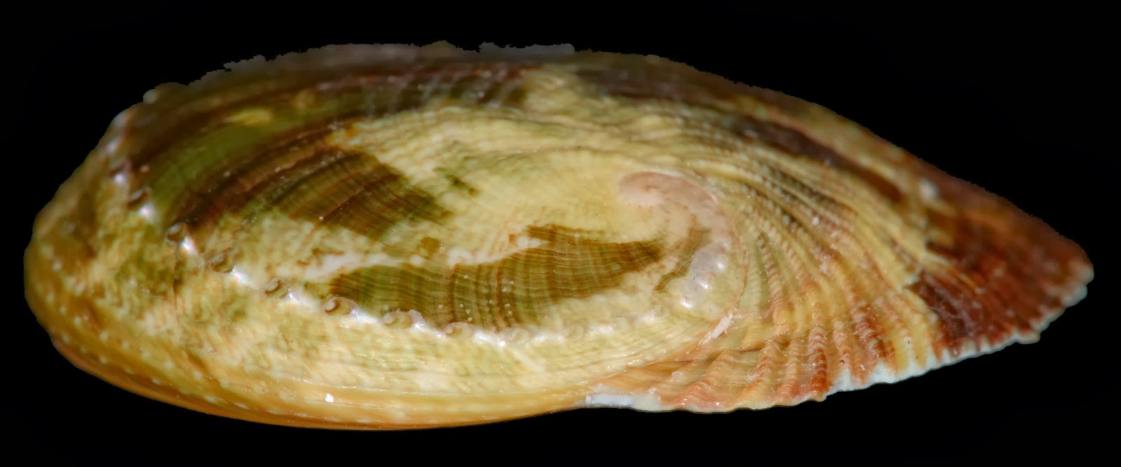 Dr. Lee's Gallery Museum: Haliotis glabra 42.29mm 菲律賓鮑螺