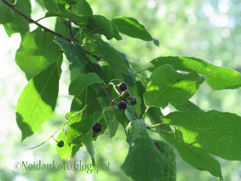 Noidankoto; Valkosipulia ja Salviaa: Tuomi (Prunus Padus)