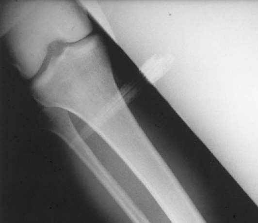 Virginia Tech Ichthyology Class : Atlantic Needlefish by Don Orth