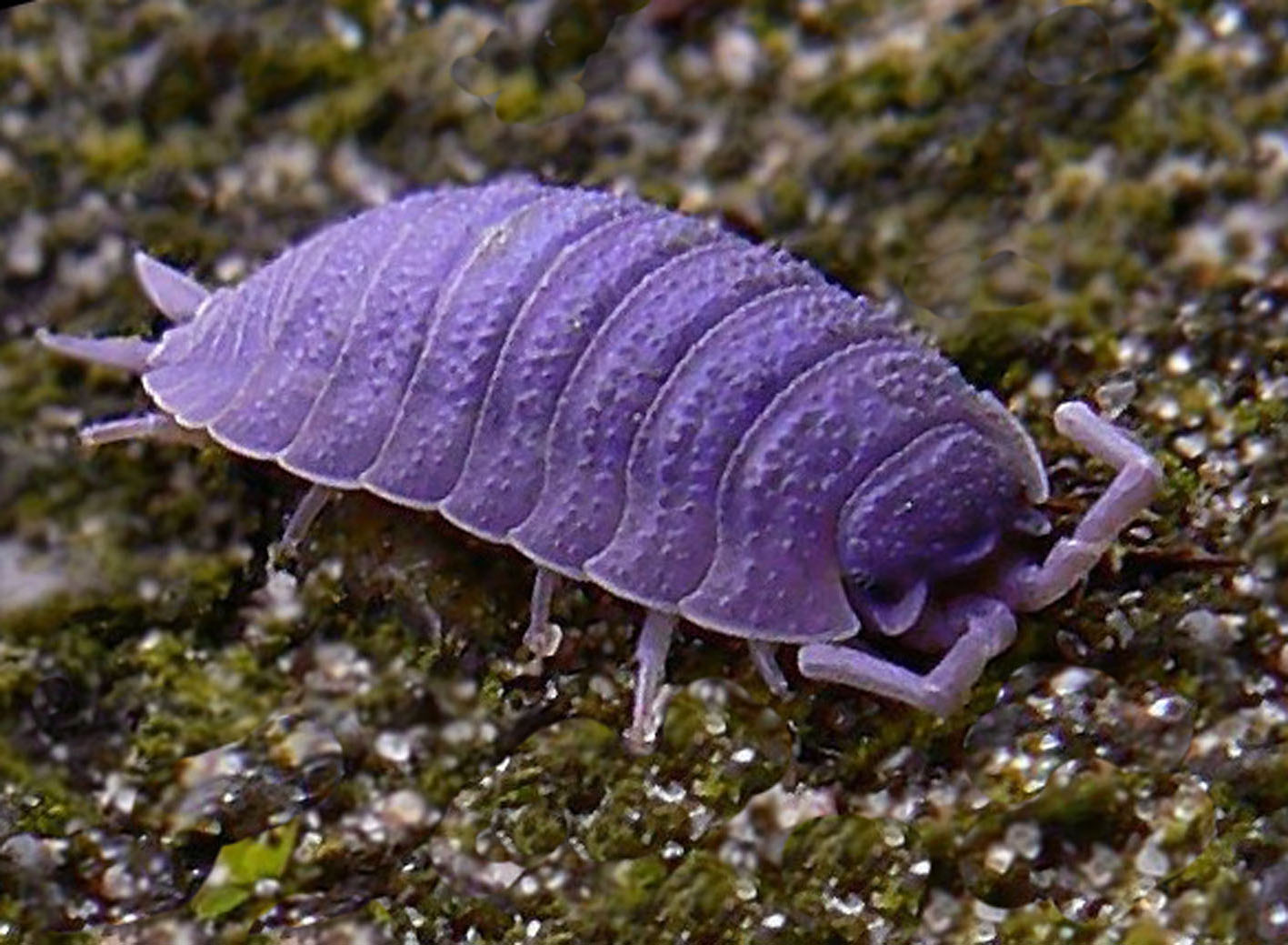 Nieuws uit het Laboratorium: Camping-experiment