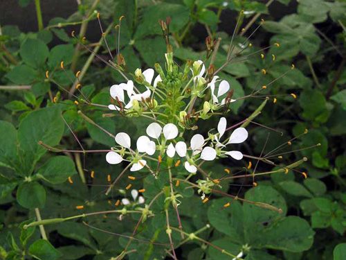 ALAM TUMBUHAN: KELUARGA MAMAN / MAMANIA (Cleomaceae family)