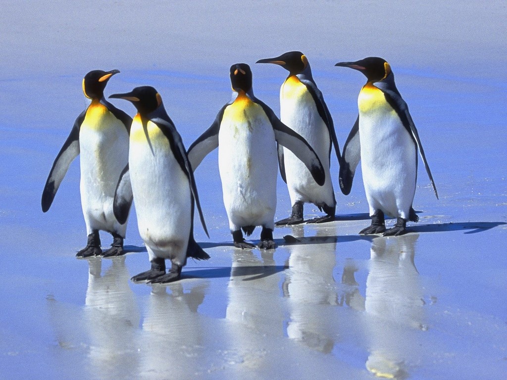 Penguin Pictures HD - HD Animal Wallpapers