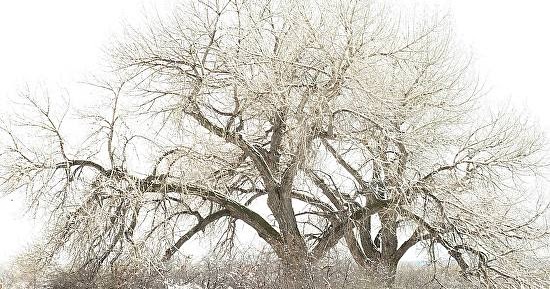 Where ART Lives Gallery Artists Group Blog: Winter Landscape, Tree ...