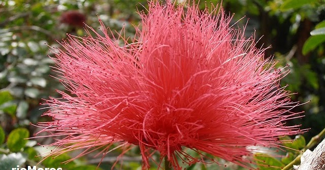 Caliandra rosa: Calliandra haematocephala | Plantas rioMoros