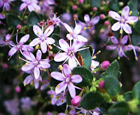 herbal leaves, herbal medicine plants and treatments: Buchu