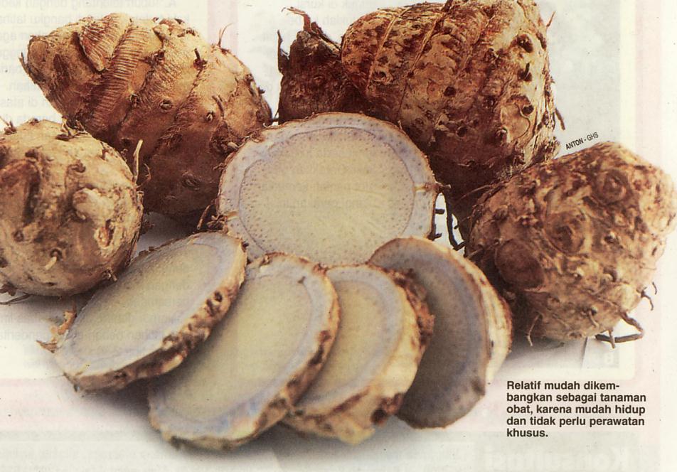 ilmu dan tips gratis.com: Potensi temu hitam/temu ireng sebagai ...