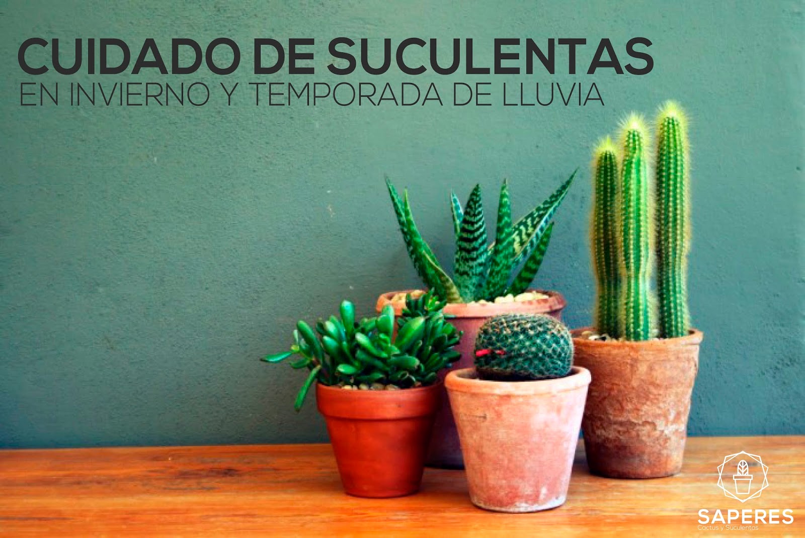 Cuidado De Suculentas En Invierno Y Temporada De Lluvias Saperes