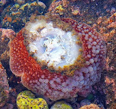 Rafael Microfauna Marina: Galaxaura rugosa (Algas rojas)