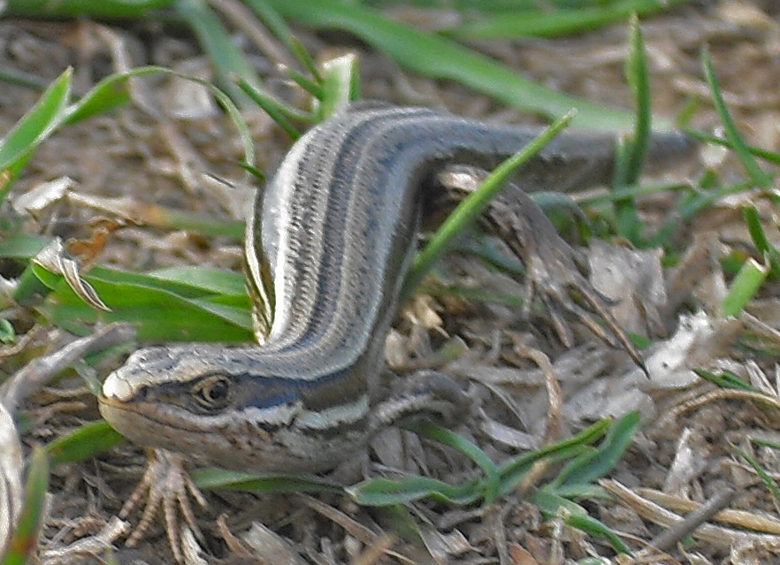 Halswell Community Blog: Winter Wildlife