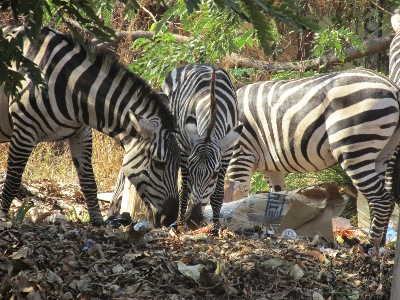 I Hope I See An Elephant : Zebras Eat Trash