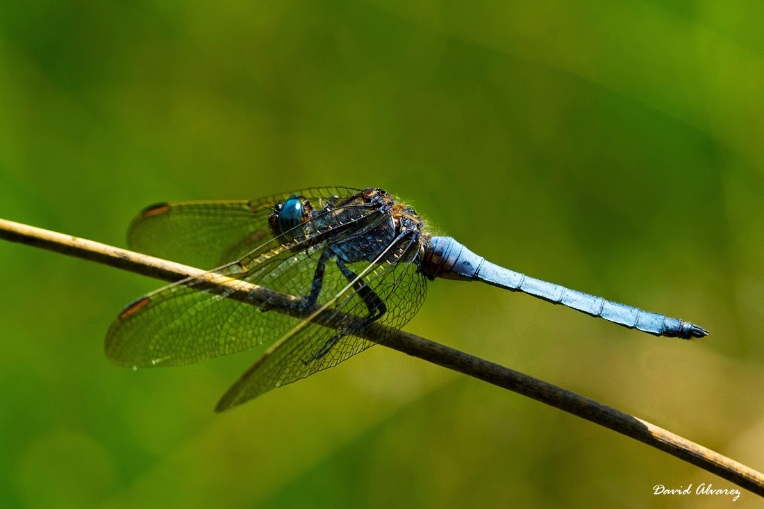 Naturaleza Cantábrica: El apareamiento "en diferido" de las libélulas