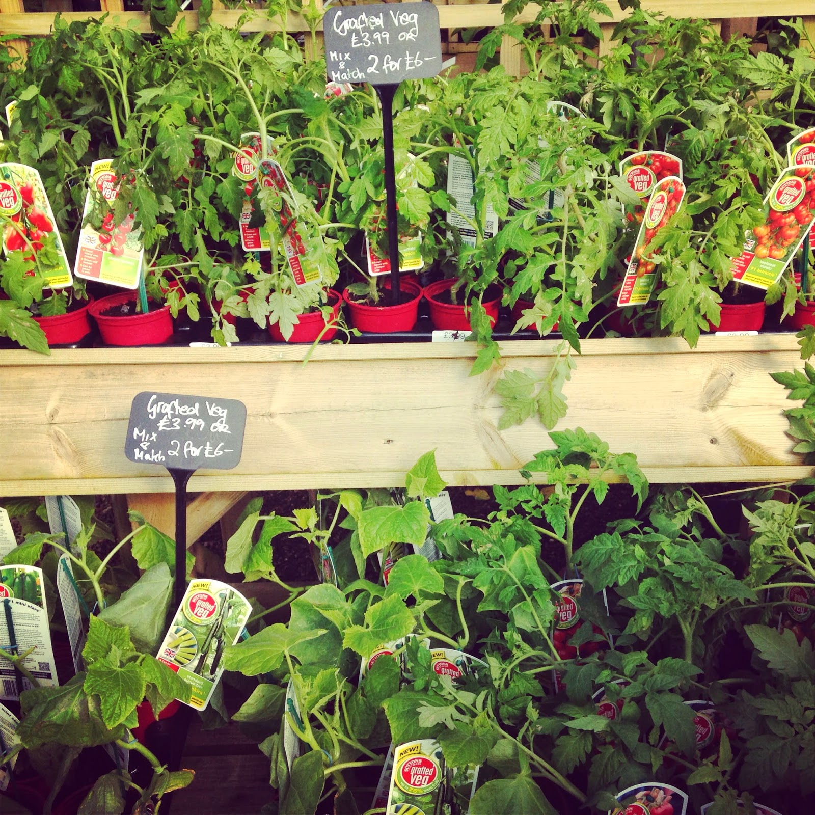 Lime Cross Nursery: Grafted Tomatoes & planting video with Vicky Tate