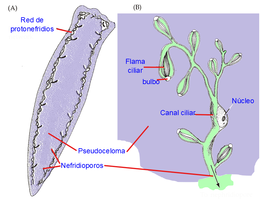 Ciencias de Joseleg: Excreción en los platelmintos