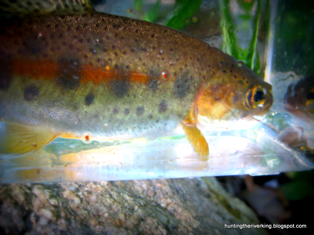 SoCal Trout Fishing Photo Box - Hunting the River King