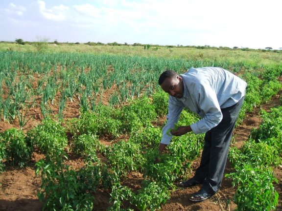 Beeraha Soomaaliya ~ Raaxada guurka The latest news