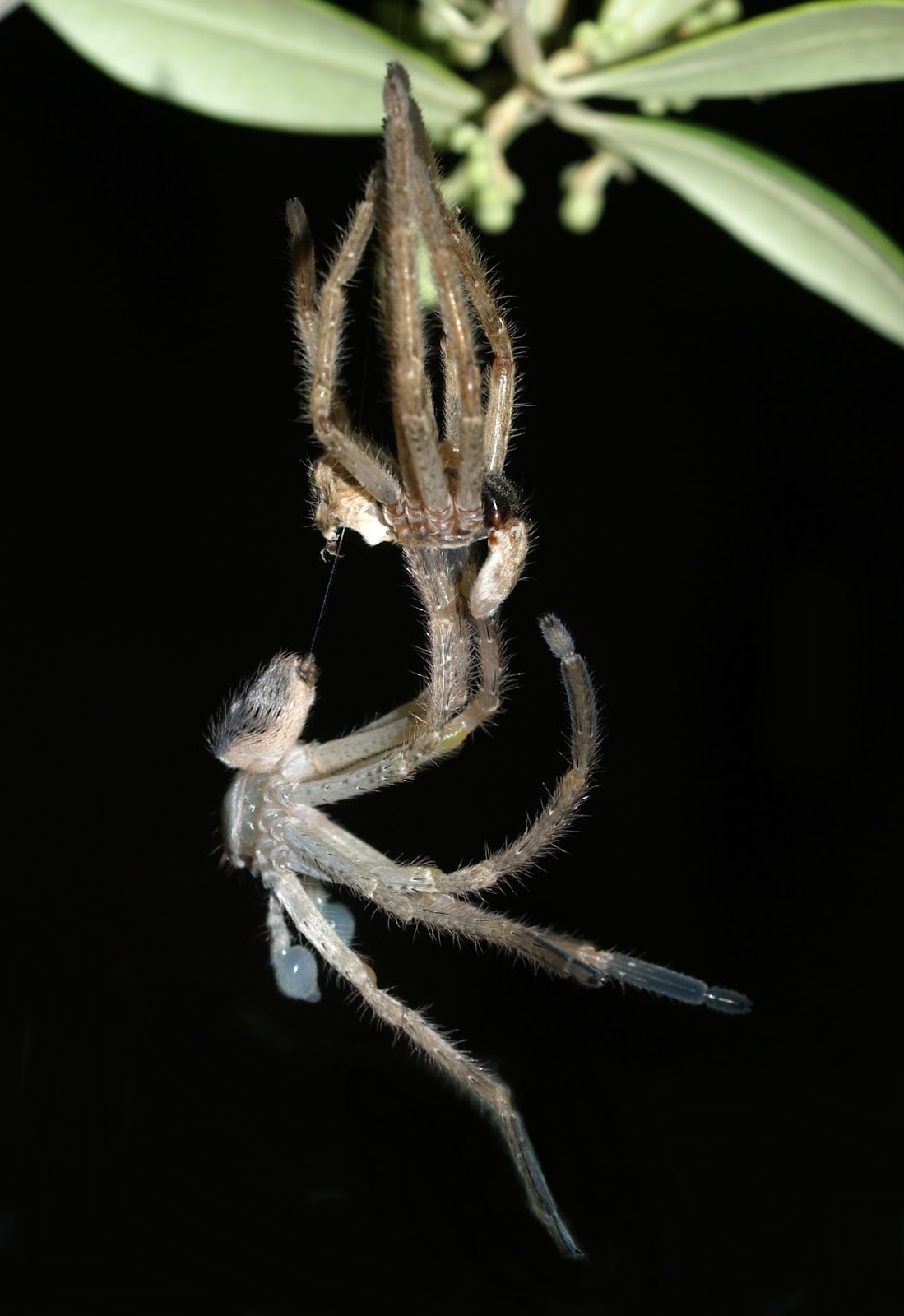Arizona: Beetles, Bugs, Birds and more: A Giant Crab Spider becomes a ...