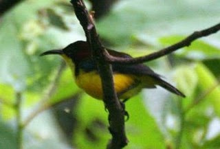 Elegant Sunbird - Aethopyga duyvenbodei